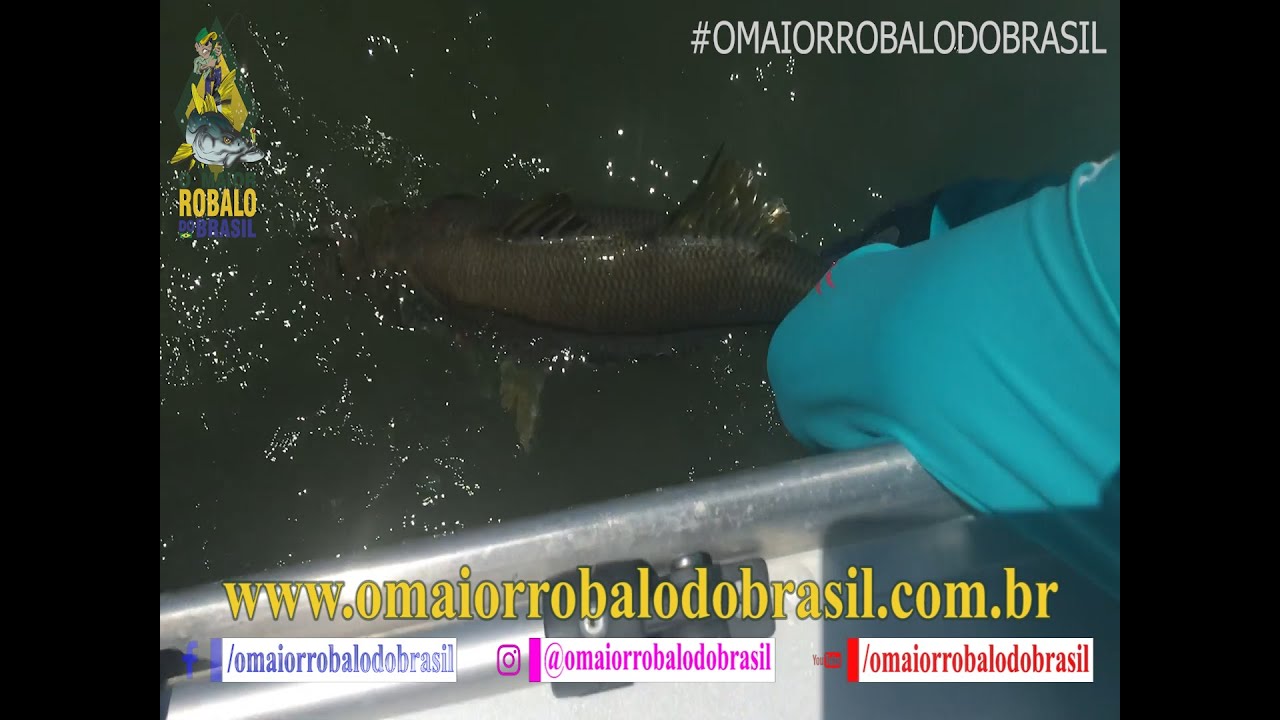 #004 - HOMOLOGAÇÃO 2019 - O MAIOR ROBALO DO BRASIL - YouTube