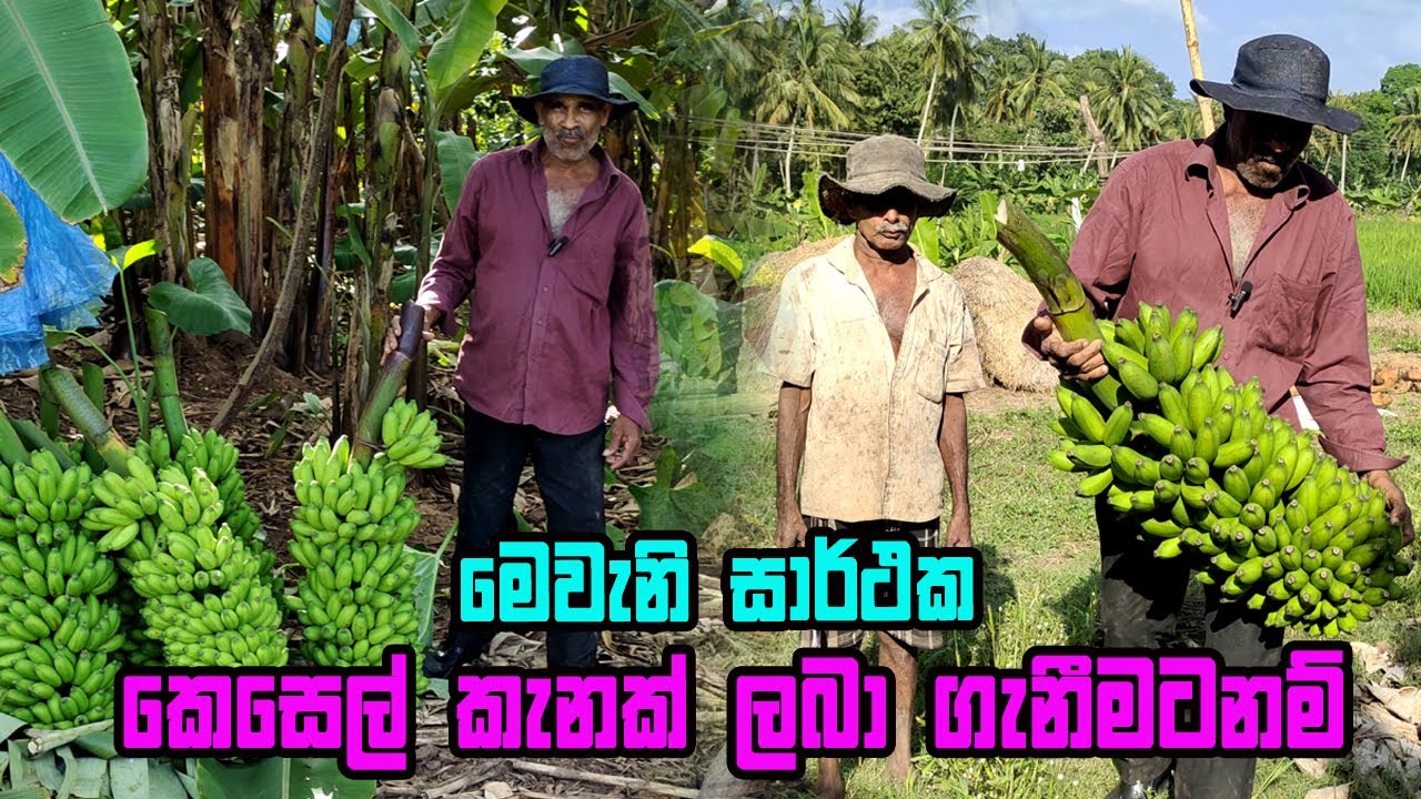 සාර්ථක කෙසෙල් කැනක රහස | ambul kesel wagawa | ඇඹුල් කෙසෙල් වගාව ...
