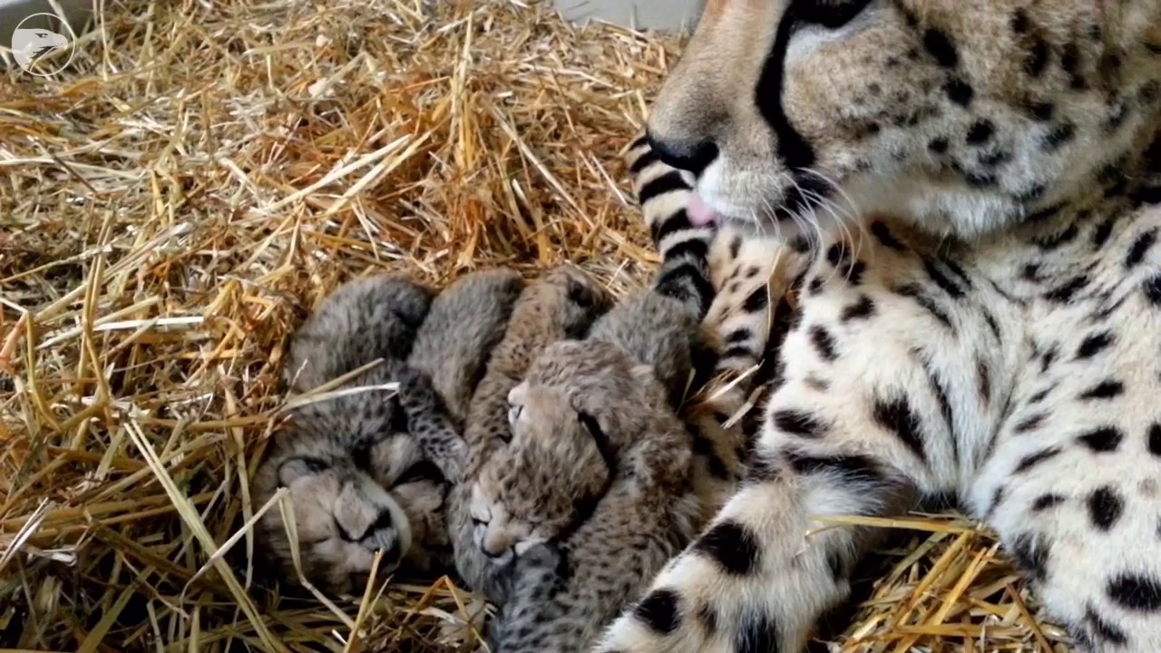 Mama cheetah grooms cubs - YouTube