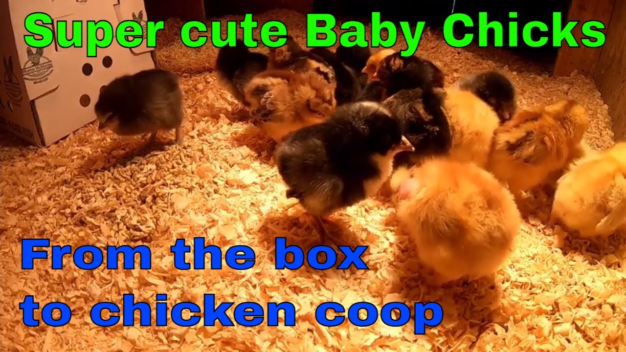 Mail Order Baby Chicks arrived. How to get started with baby chicks ...