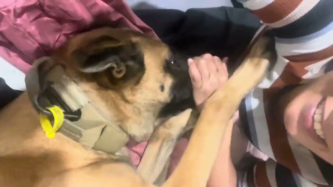 Bonding time with my Colette #belgianmalinois #malinois #malinoislovers ...