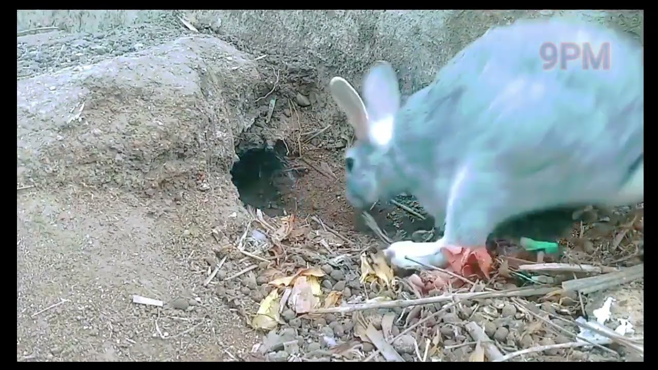 How to raise rabbits? - YouTube