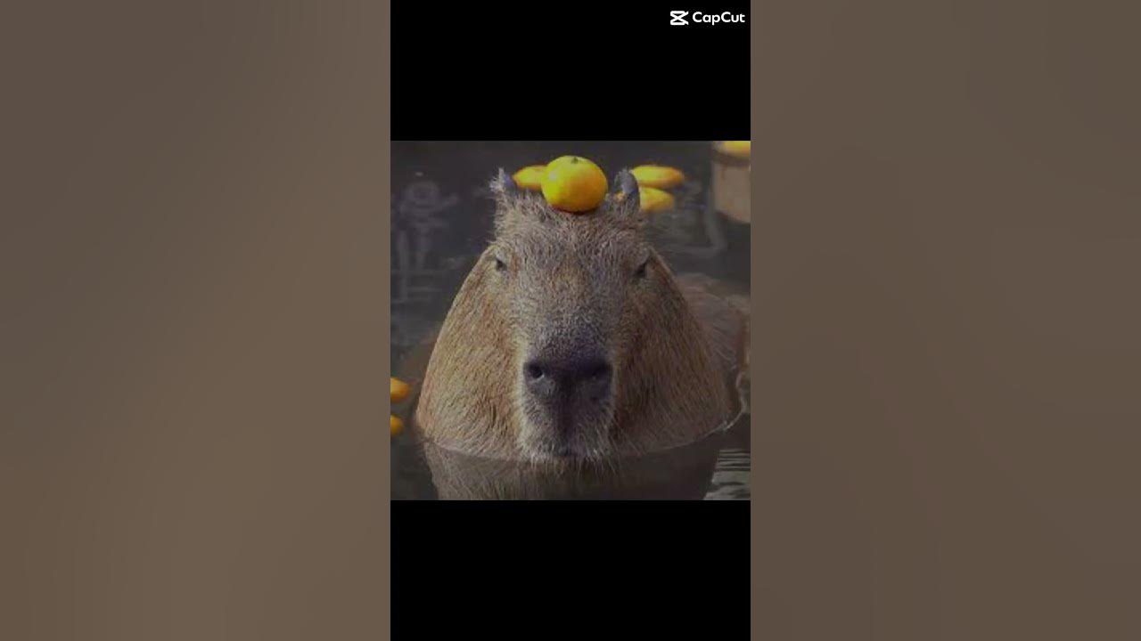 Let Him Cook Capybara Youtube