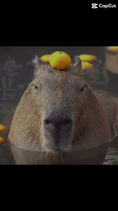 Let Him Cook Capybara Youtube