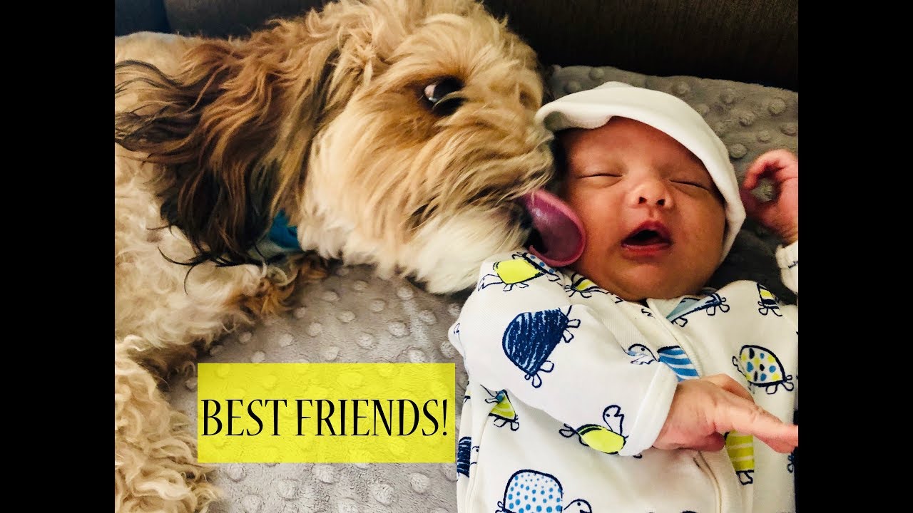 Adorable baby playing with dogs compilation! - YouTube