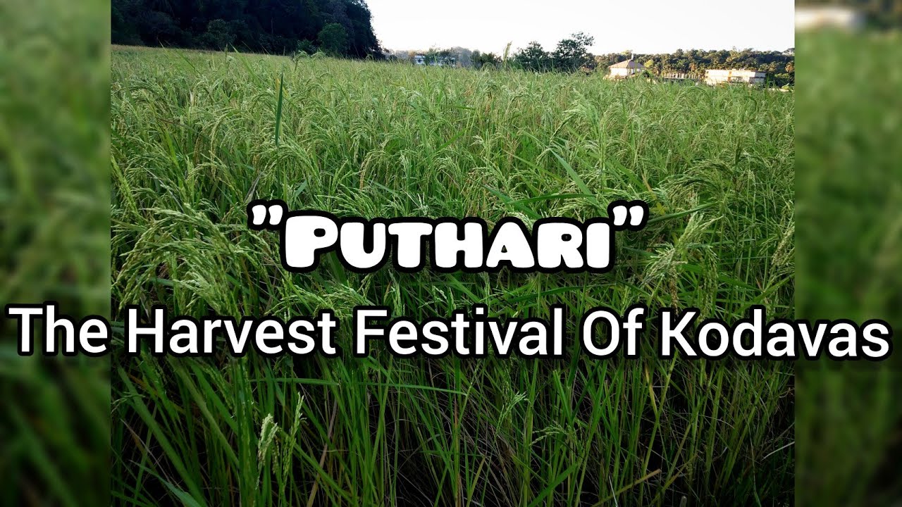 Puthari festival of Kodavas | Puthari namme | Harvest festival of ...