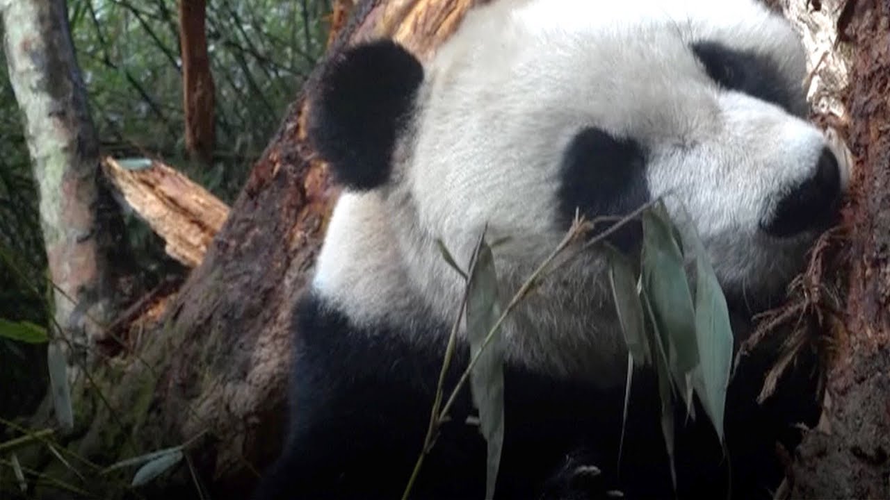 Captive giant panda delivers twins after mating in wild in SW China ...