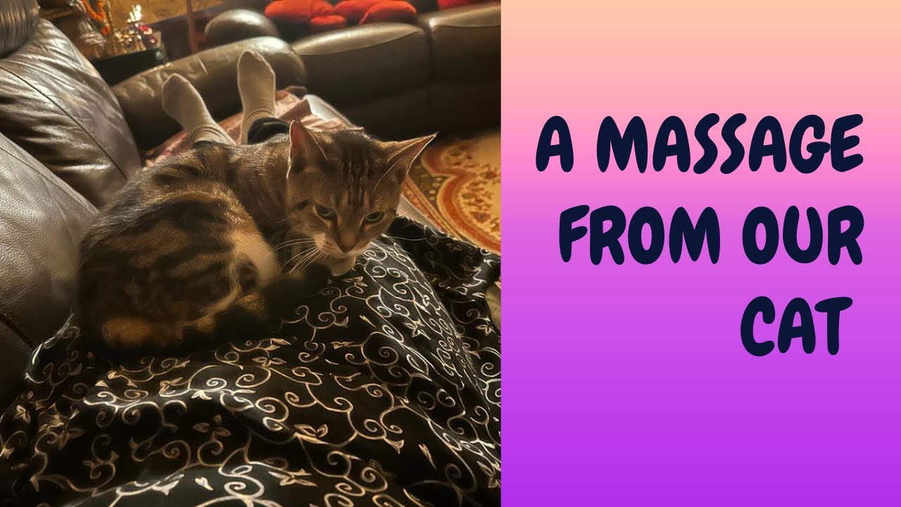 Massage from our cat on request| best masseur@Ssavarchies - YouTube