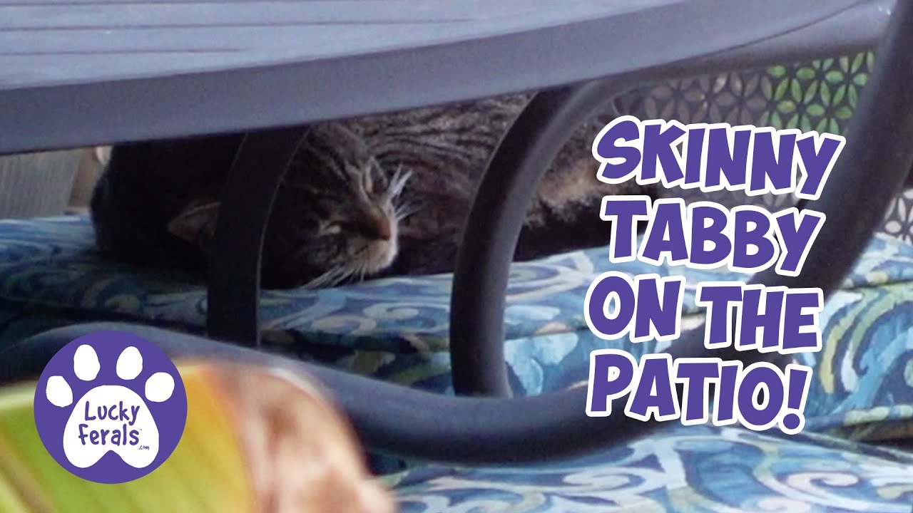 A Skinny Tabby On The Patio! - YouTube