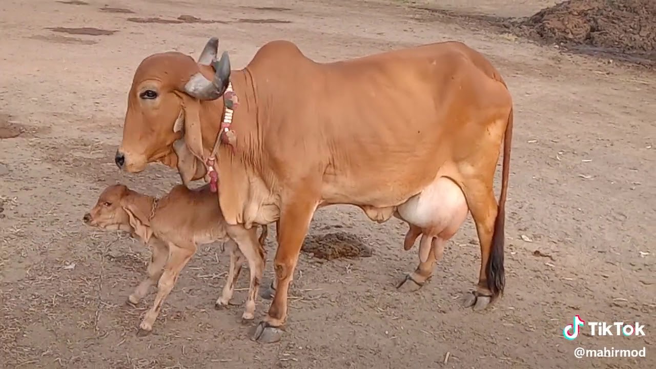 Gou mata ji - YouTube