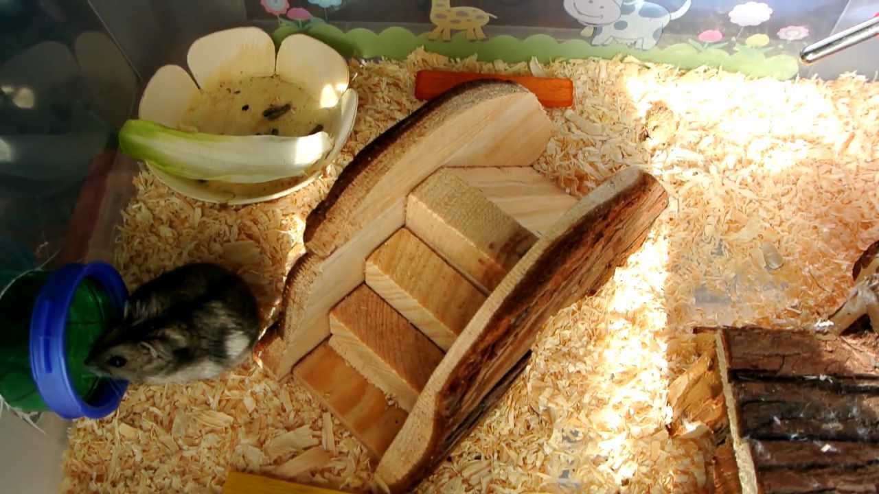Siberian Hamster plays in its new playground! - YouTube
