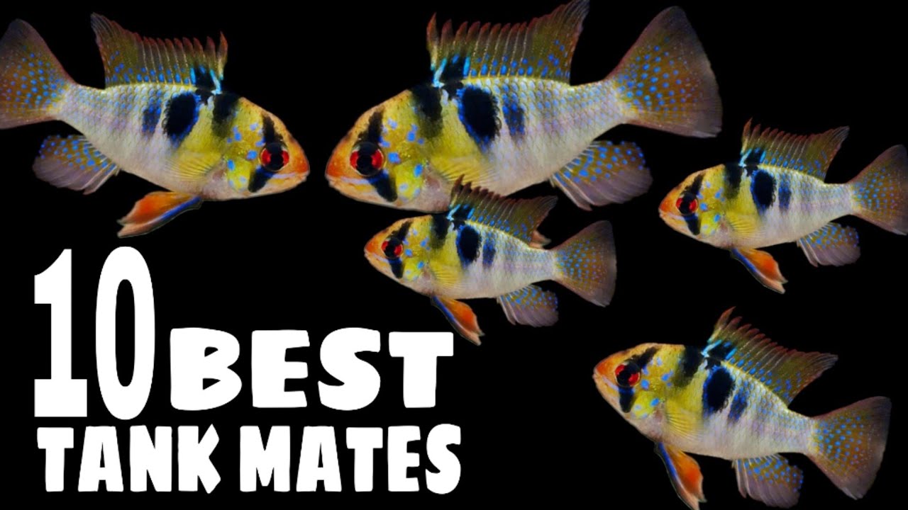 10 Most Suitable Tank Mates For German Blue Ram Cichlid - YouTube