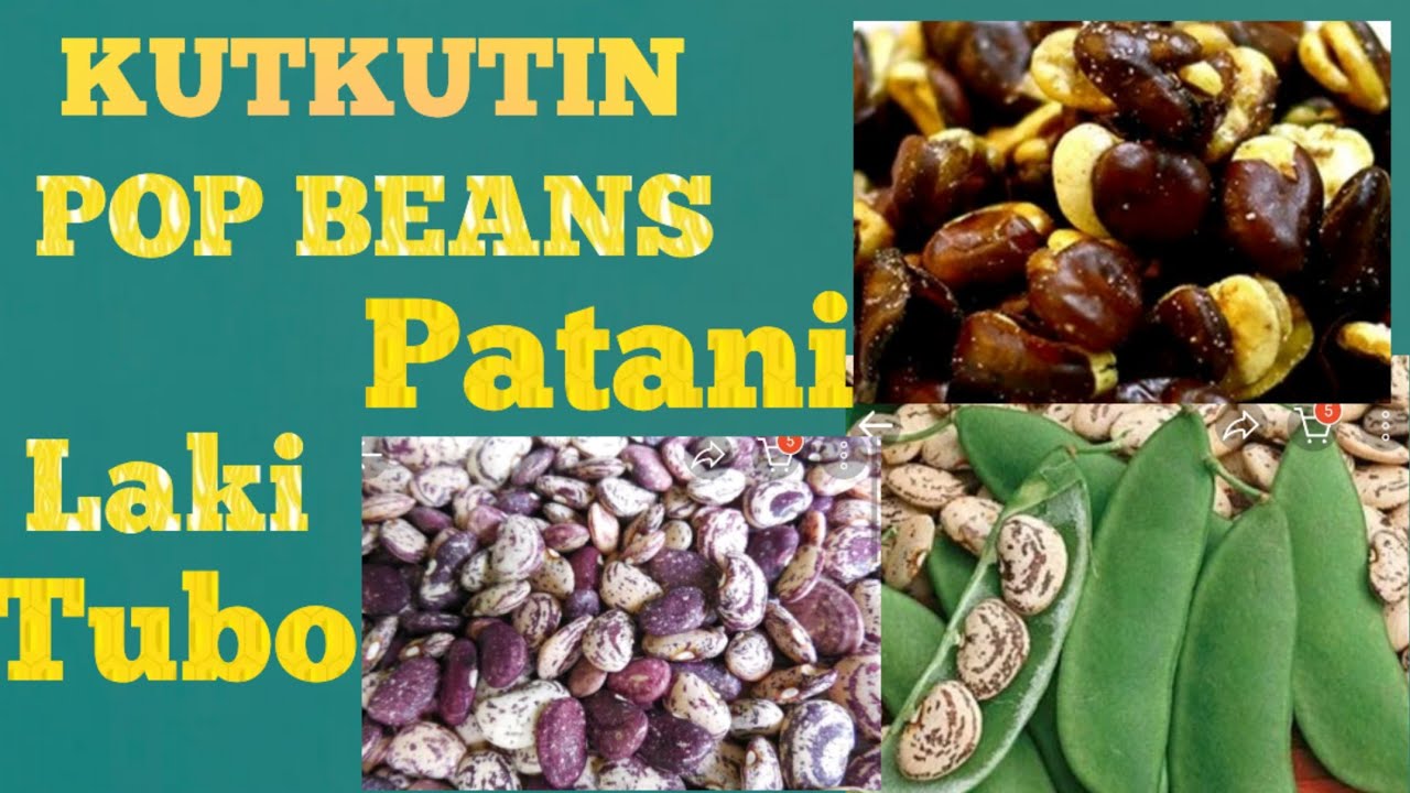 Kutkutin Pop beans { patani } na Paninda Malaki ang Tubo/Kita - YouTube