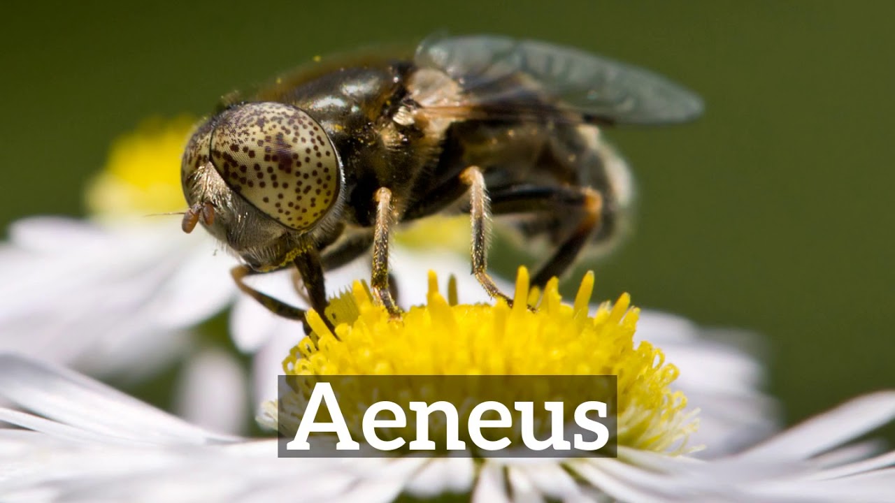 How Does Aeneus Look? | What is Aeneus? | How to Say Aeneus in English ...