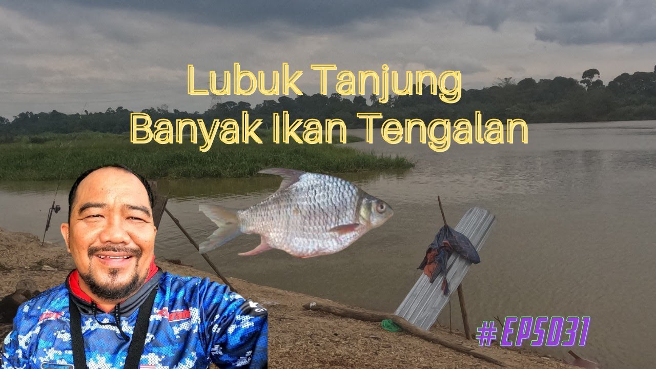 Mancing di Sungai Perak..Hasil Ikan Tengalan..Buat lauk Makan Malam. # ...