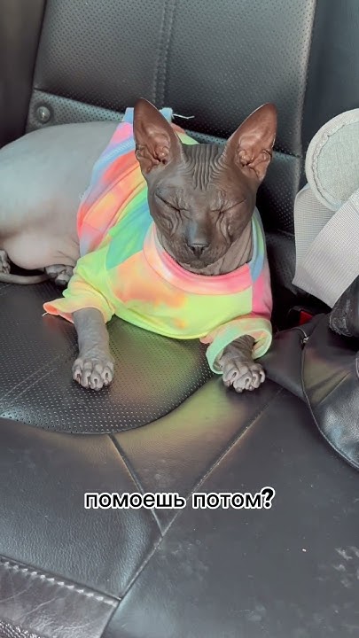 В машину только с чистыми лапами 😃 Cat кот Shorts животные прикол авто котик юмор рек