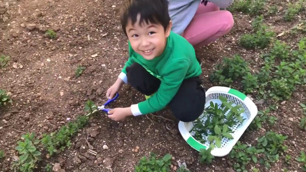 Harvest time of Peppermint at the backyard of our grandmother - YouTube