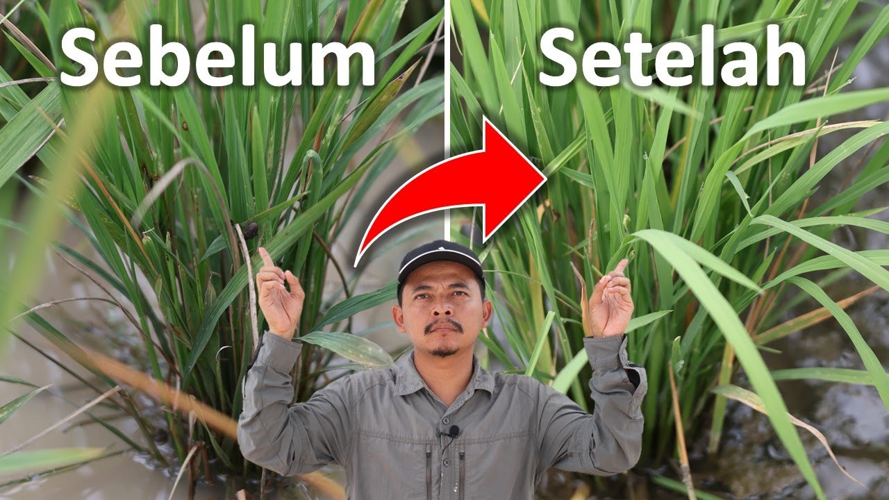 Tips Mudah Mengobati Padi Terserang oleh Lembing Batu/Kepinding Tanah ...