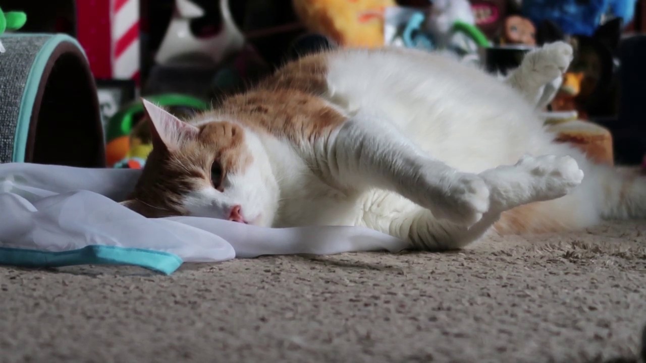 Watch My Cat Nap Belly & Paws Up - YouTube