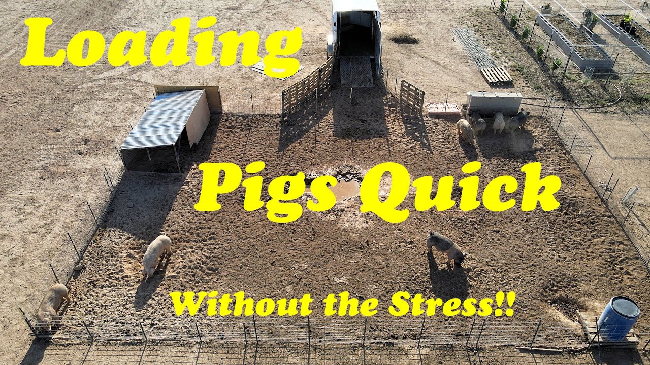 Load Pigs in Under 2 Minutes | Pig Loading Hacks - YouTube