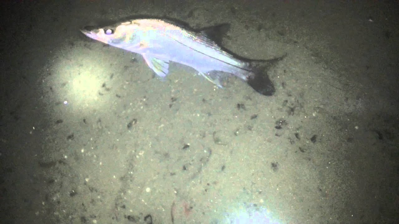 Baby snook - YouTube