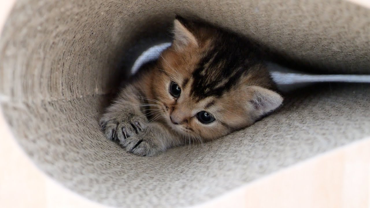 Kitten Kiki that fits just right - YouTube