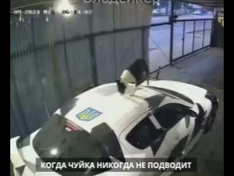Пёс патрон - YouTube
