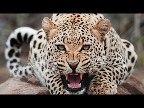 Leopard 🐆🐆🐆 - YouTube