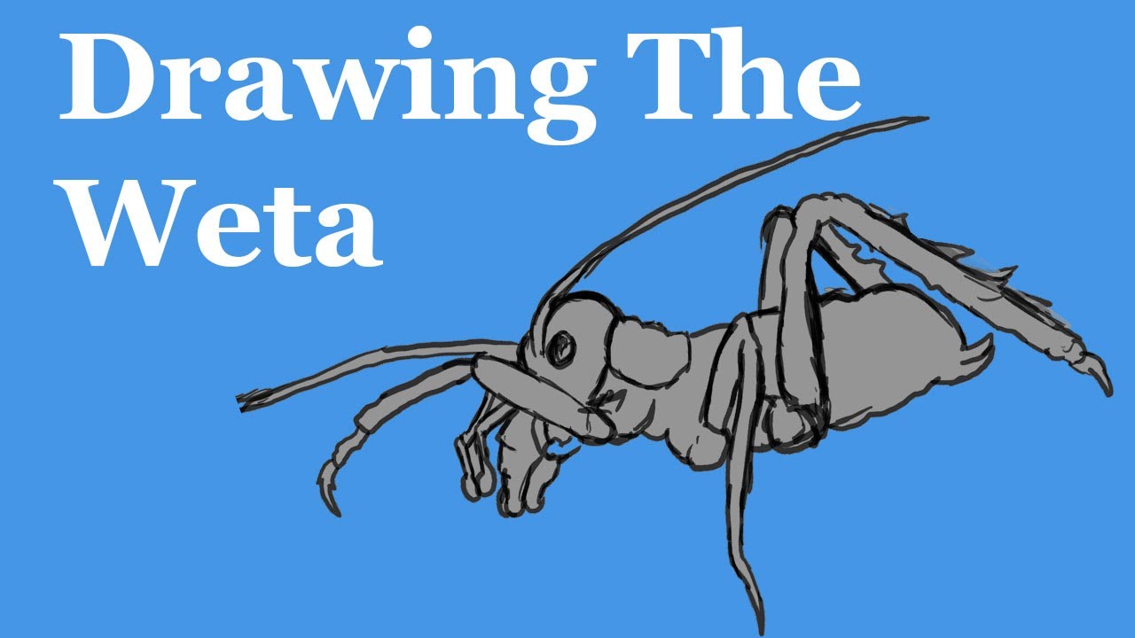 Drawing The Weta - YouTube
