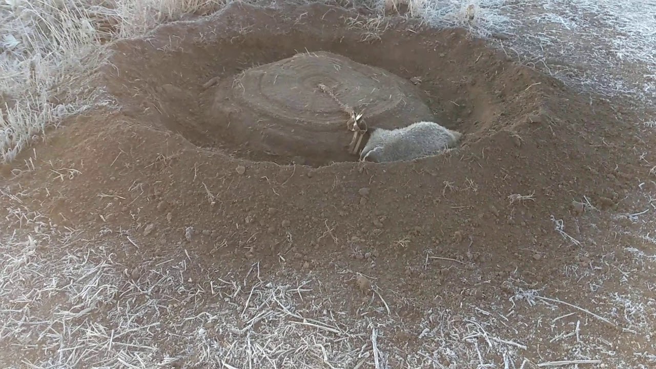 badger catch - YouTube