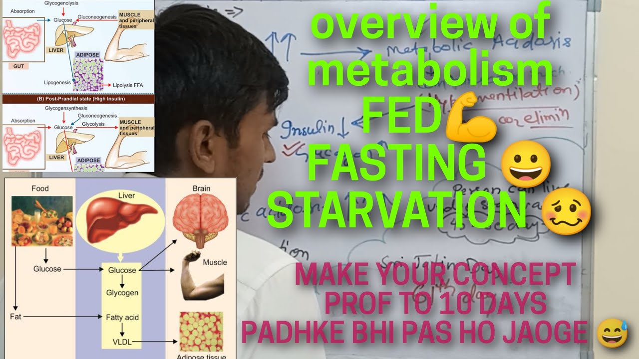 metabolism overview: changes during FED, FASTING, STARVATION (IMP SHORT ...