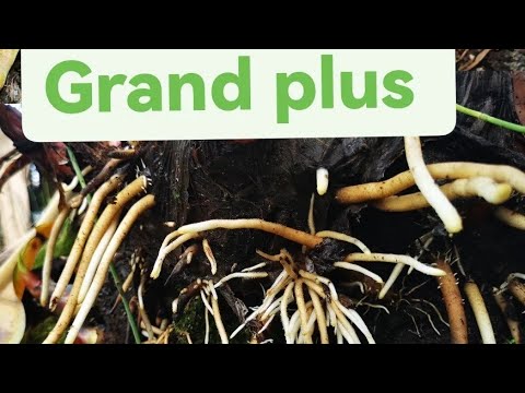 Muz İÇİN ÜRETİLMİŞ . GRAND PLUS... KÖKLENDİRİCİ... ORGANİK GÜBRE..