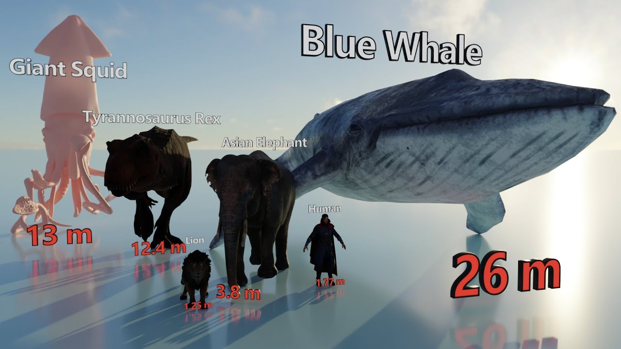 Animal Size Comparison - Short Version - YouTube