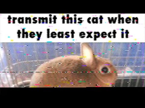 transmit this cat when they least expect it