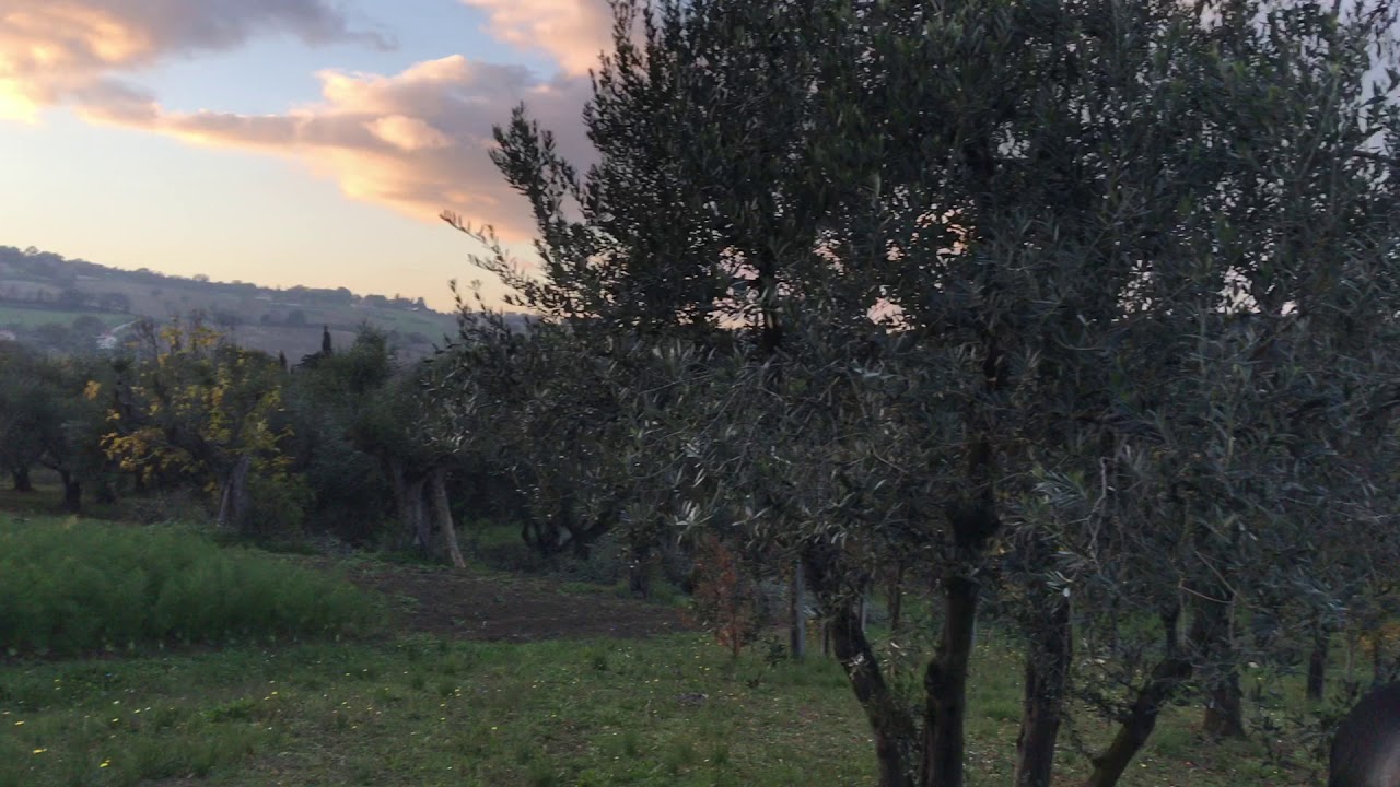 Italy olive farm - YouTube
