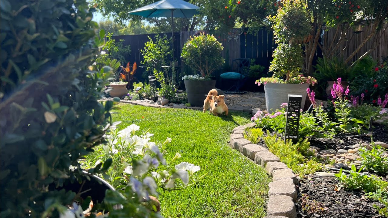 Morning garden walk / Relaxing walk in the garden 🪴 - YouTube