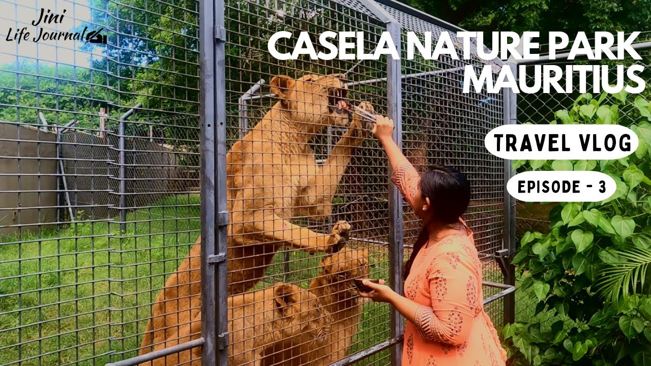 Lion Feeding Experience In Mauritius | African Safari in Casela Nature ...
