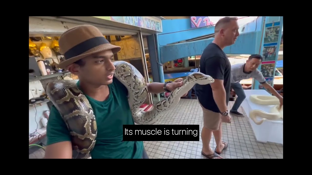Dr bro python sneak 🐍🐍🐍🐍🐍🐍🐍🐍🐍🐍🐍🐍🐍🐍😩😩😩😩😩😩😩😩😩#Dr bro - YouTube