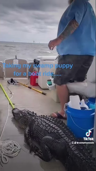 Alligator hunting lake Moultrie, Santee Cooper South Carolina, Bonneau Beach - YouTube