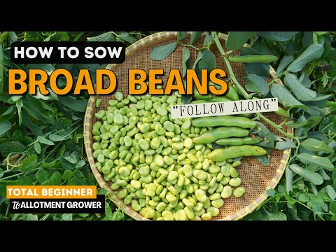 How to Sow Broad Beans | FOLLOW ALONG | Sowing broad beans - YouTube