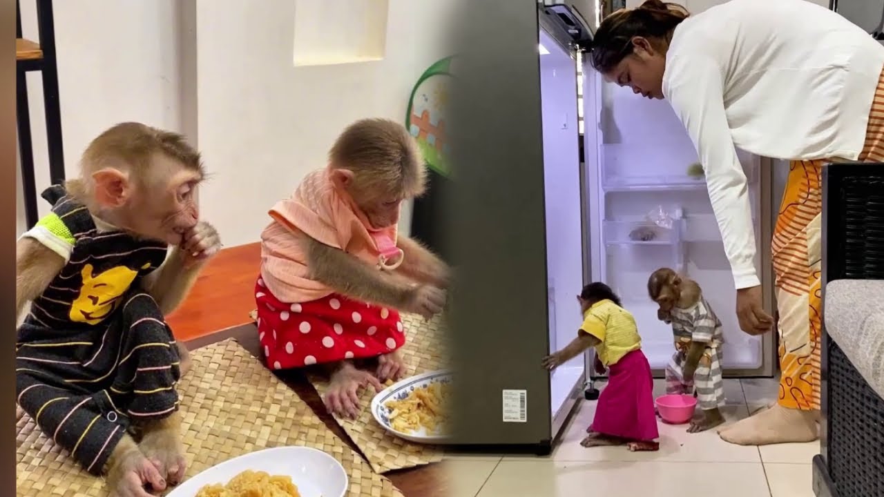 Cute monkeys find happiness in a cozy and warm house 🏡🐒 - YouTube