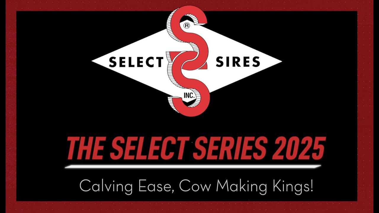 The 2025 Select Series: Calving Ease, Cow Making Kings! - YouTube