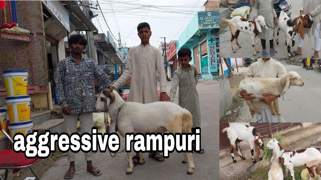 Rampuri Bannur Rajasthani Goat Available - YouTube