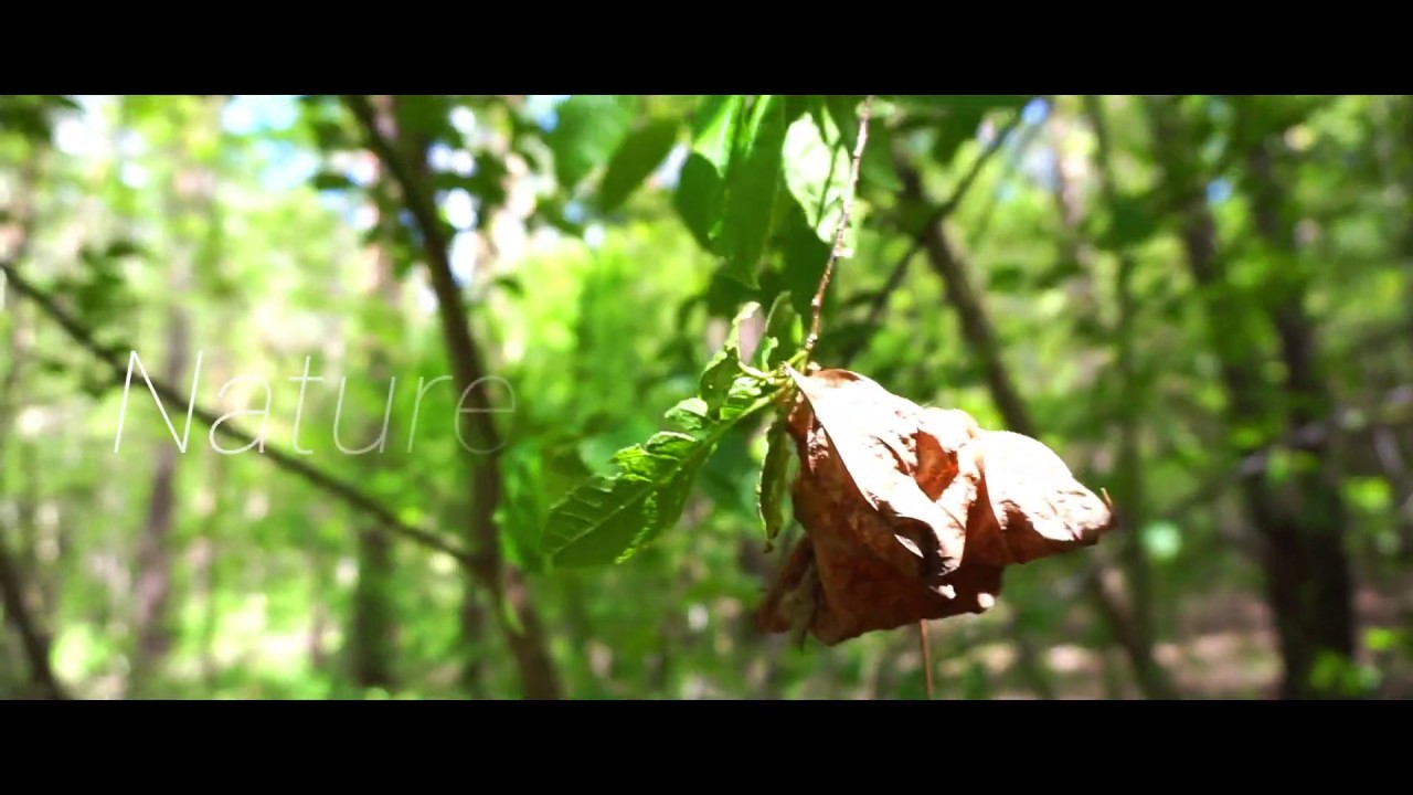 Nature (gamta). - YouTube