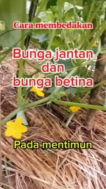 Cara membedakan bunga jantan dan bunga betina pada mentimun #mentimun # ...