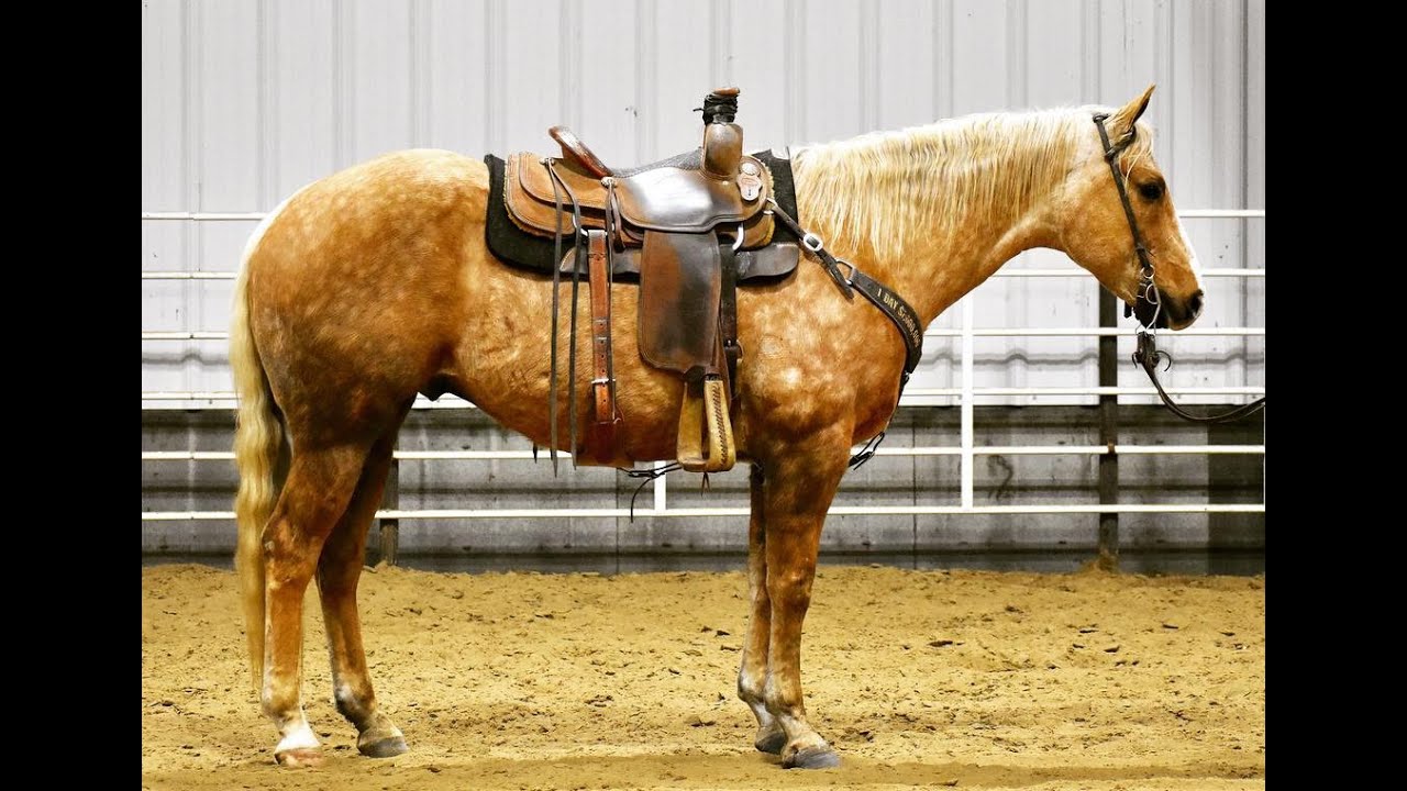 Pitzer Ranch 2019 Spring Sale Lot 275 Gunsmokes Red Buck - YouTube