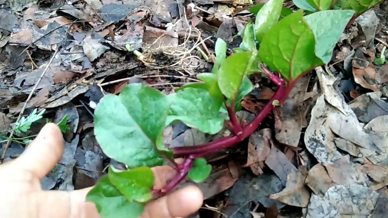 Update in alugbati studies - YouTube