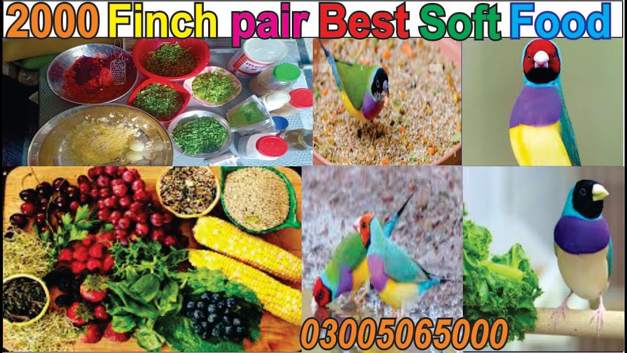 15 Food Your Finches Birds / Finches Birds Food list / What Food your ...