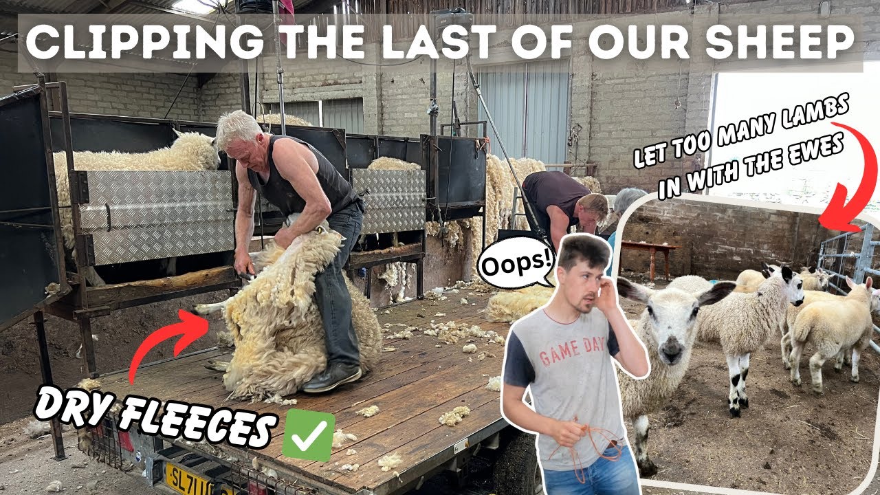 Finished Clipping The Last Of Our Sheep - YouTube