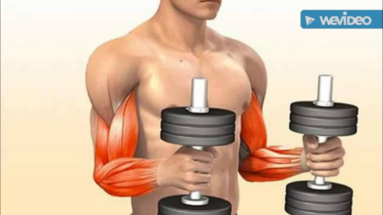 Bodybuilding | Latihan Membentuk Otot Bicep/ Lengan bagian Depan - YouTube